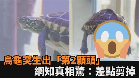 奇怪的知識增加了！新手養烏龜突生出「第2顆頭」 網驚呼：差點剪掉－民視新聞 Youtube