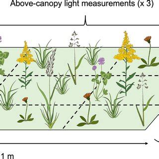 Experimental Plot Setup For Measuring Light Penetration Plots Were