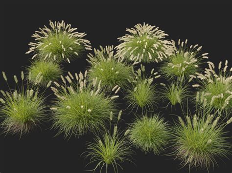Pennisetum Alopecuroides Pennstripeswamp Foxtail Grass High Poly And