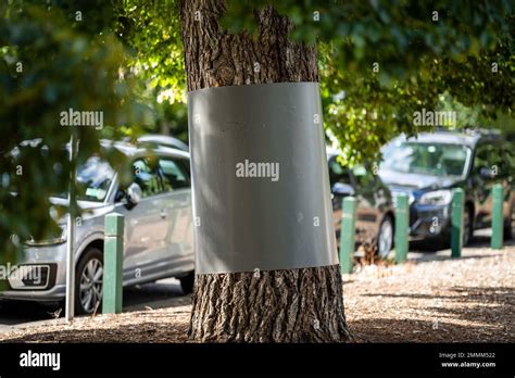 Tree Guard On A Mature Tree In A Park Protecting It From Possums In Melbourne Stock Photo Alamy