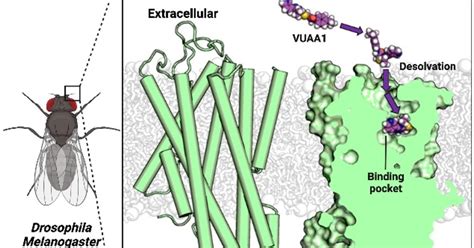 Insects Olfaction Molecular Caving In A Co Receptor Ibs Institut