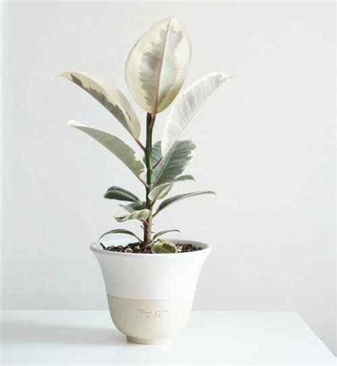 10 Jenis Tanaman Karet Varietas Ficus Elastica Terbaik Goodgardenthing