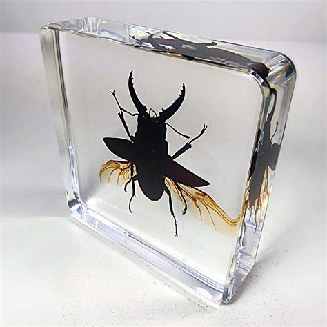 Insects In Resin Butterflies And Beetles Also Available Wholesale