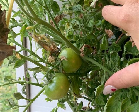 🍅 Brown Spots On Tomato Plant Leaves Solutions