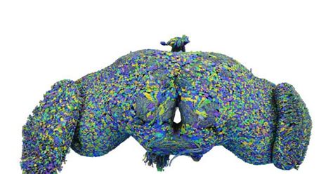 韓 연구자 포함 국제 연구진 일냈다···초파리 뇌지도 첫 완성