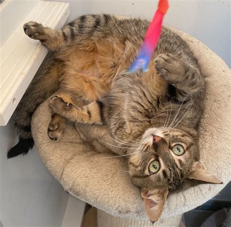 Nala Chat à Adopter à Cherisy 28 Animaux Fr