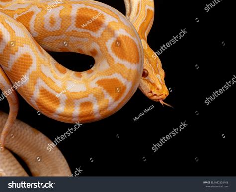 Reticulated Python Eating