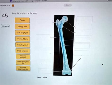 Assignments Anatomy Physiology I Lab 40153 202040 Lab Practical 2 Saved Label The Structures