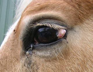 Wege Zum Pferd Plattenepithelkarzinom Ii