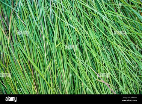 Close Up Green Long Grass Pattern Texture Can Be Used As A Natural