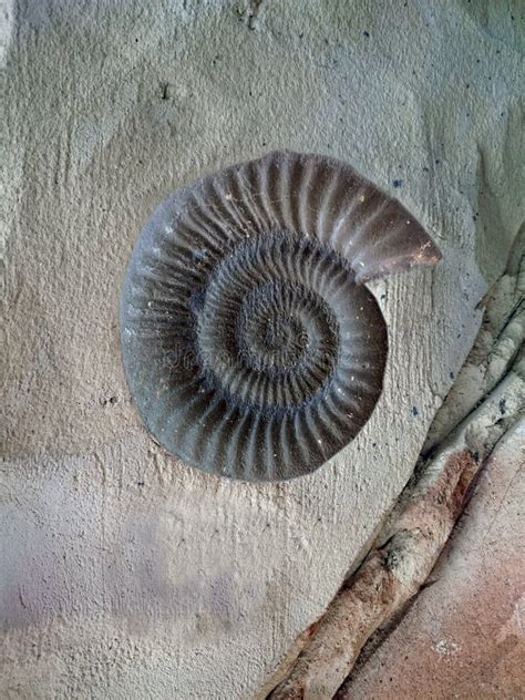 Ammonite Fossil Stock Image Image Of Ammonoidea Fossil 57701737