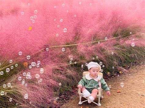 10월 경주 가볼만한곳 핑크뮬리 시기 주차팁 지금 가세요 네이버 블로그