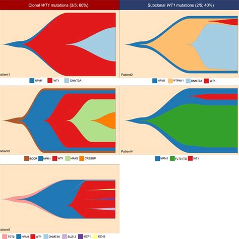 Wt1 Mutation Mapper Illustrating The Localization Of Wt1 Mutations