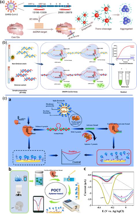 A Schematic Illustration Of The RTRPAcoupled Cas A For Download Scientific Diagram