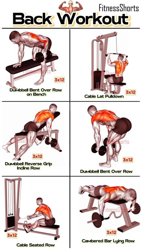 Best 13 13 Best Dumbbell Back Exercises For Strength And Size Artofit