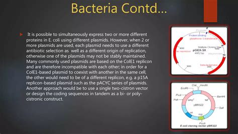 Gene Expression Vector By Tahura Mariyam Ansari Pptx Programming