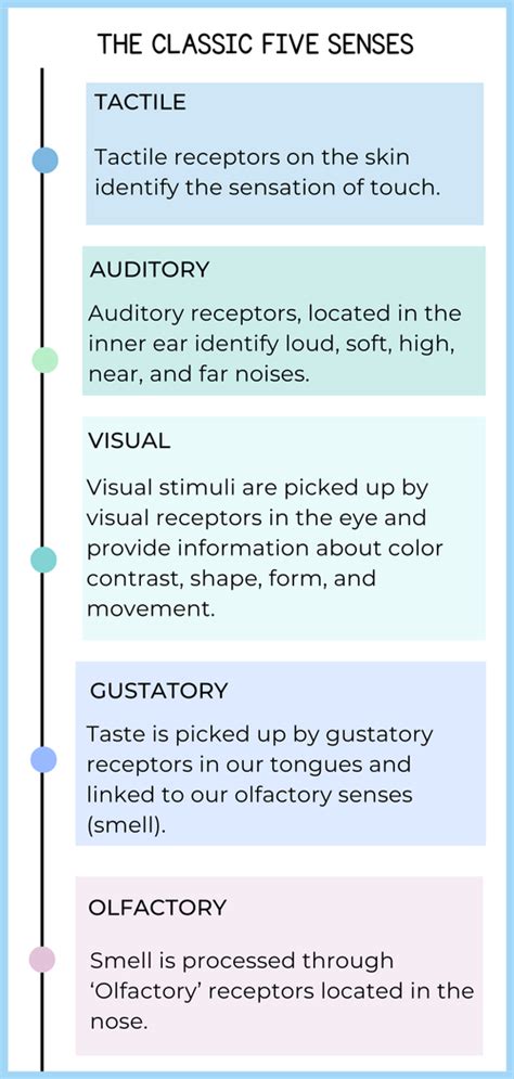 8 Senses Of The Body Exploring The Hidden Sensory Systems