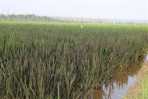 全黑水稻黑稻子的用途黑水稻哪个品种好第5页大山谷图库