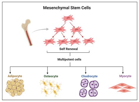 Schema Mesenchymal Stem Cell Differentiation BioRender Science Templates