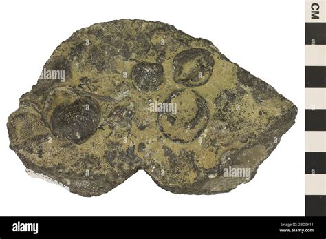 Fossiliferous Limestone Sedimentary Rock