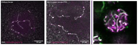 The Really Exciting Sex Life Of Jellyfish Archyde
