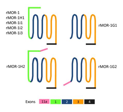 Schematic Of Protein Structures Predicted From Exon Associated Download Scientific Diagram