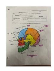 Anatomical Study Guide Bones Joints Axial Skeleton Course Hero