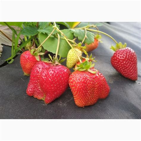 Купить САЖЕНЦЫ рассада клубники Новая Каховка Саженцы рассада клубники — Apkua