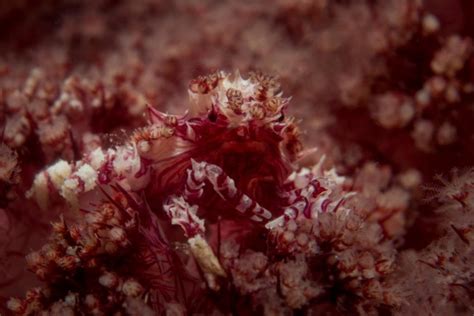 10 Ways To Not Being Seen Underwater More Fun Diving