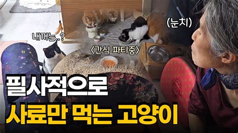 다들 간식과 캔 먹을 때 혼자서 쭈구리처럼 있는 고양이 연어 케이크와 고양이 와인 먹여보기 Youtube
