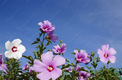 한국의 나라꽃 무궁화 素材庫相片 Adobe Stock