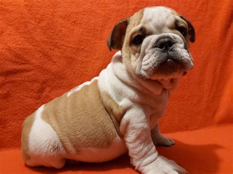Bulldog inglês de topo Mafra OLX Portugal