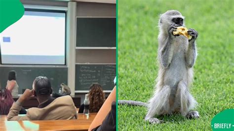 “so Aggressive” Monkey Crashes Class At Nelson Mandela University In