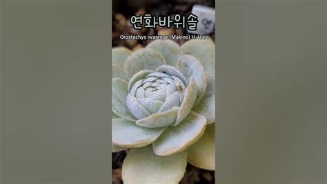 노지에서 노숙중인 연화바위솔이 달달 묵어가는게 눈에 보여요 잎장은 짤막해지고 단수는 촘촘해지고😆 Youtube