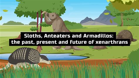 Sloths Anteaters And Armadillos The Past Present And Future Of
