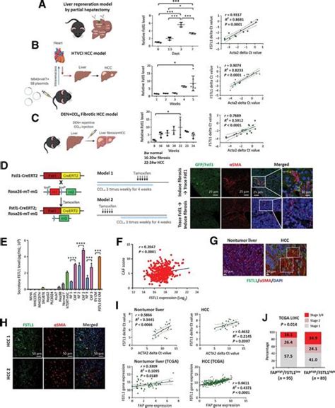 Fstl1 Secreted By Activated Fibroblasts Promotes Hepatocellular