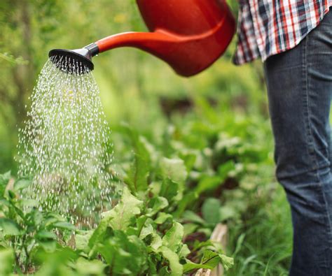 How To Water Plants 10 Ways To Make Watering More…