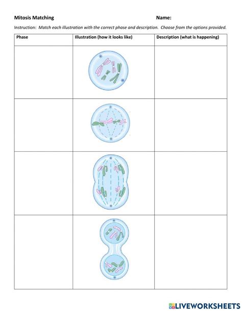 Mitosis Matching Online Exercise For Worksheets Library