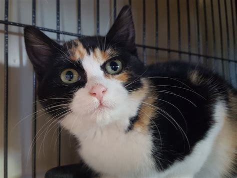 Adopt Me Zinnia The Calico Kitten Adopted