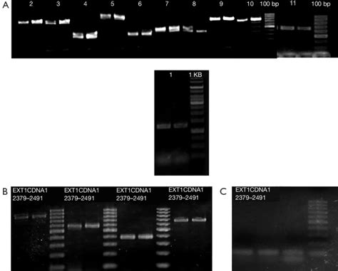 Amplification Primer Detection A Dna Amplification Primer Detection Download Scientific