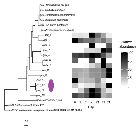 7 Multiple Sequence Alignment Of Protein Fasta Sequences Of The Gox