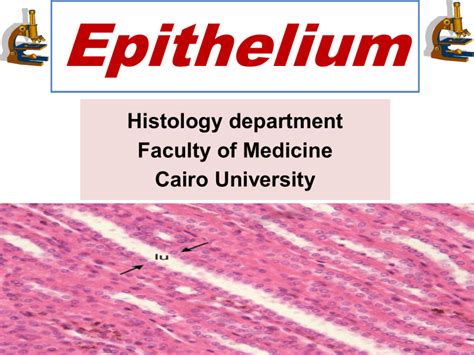 Epithelium Histology Types Structure And Function