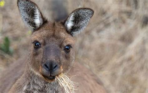 Marsupial Kangaroo Island Online Jigsaw Puzzles