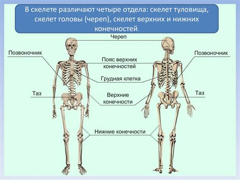 Опорно двигательная система Скелет презентация онлайн