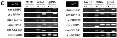 Related To Figure 1 Circrnas Are Expressed Differentially In Hcc