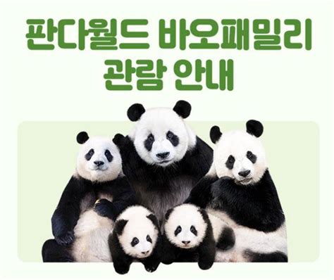 에버랜드 쌍둥이 판다 루이 · 후이바오 4일부터 일반에 공개