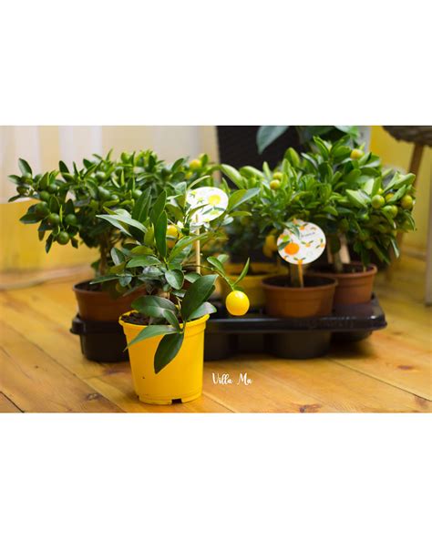 Цитрус лимон мандарин комнатное растение в горшке с плодами купить ...