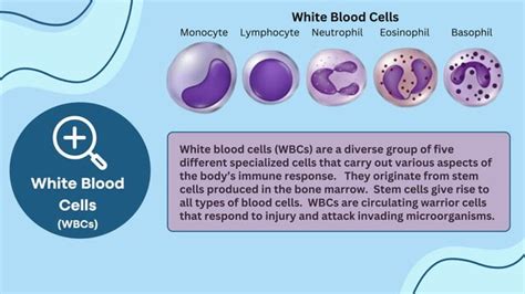 Neutropenia In Oncology Power Point Pdf