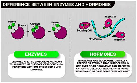 Difference Between Enzymes And Hormones Testbook