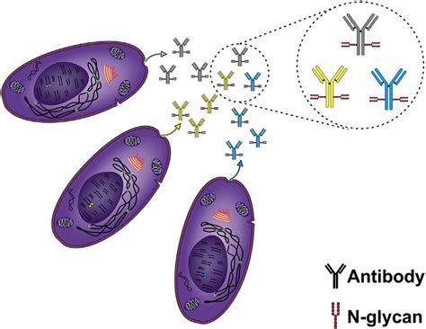 Schematic Representation Of Three Different Cho Cells Expressing Three
